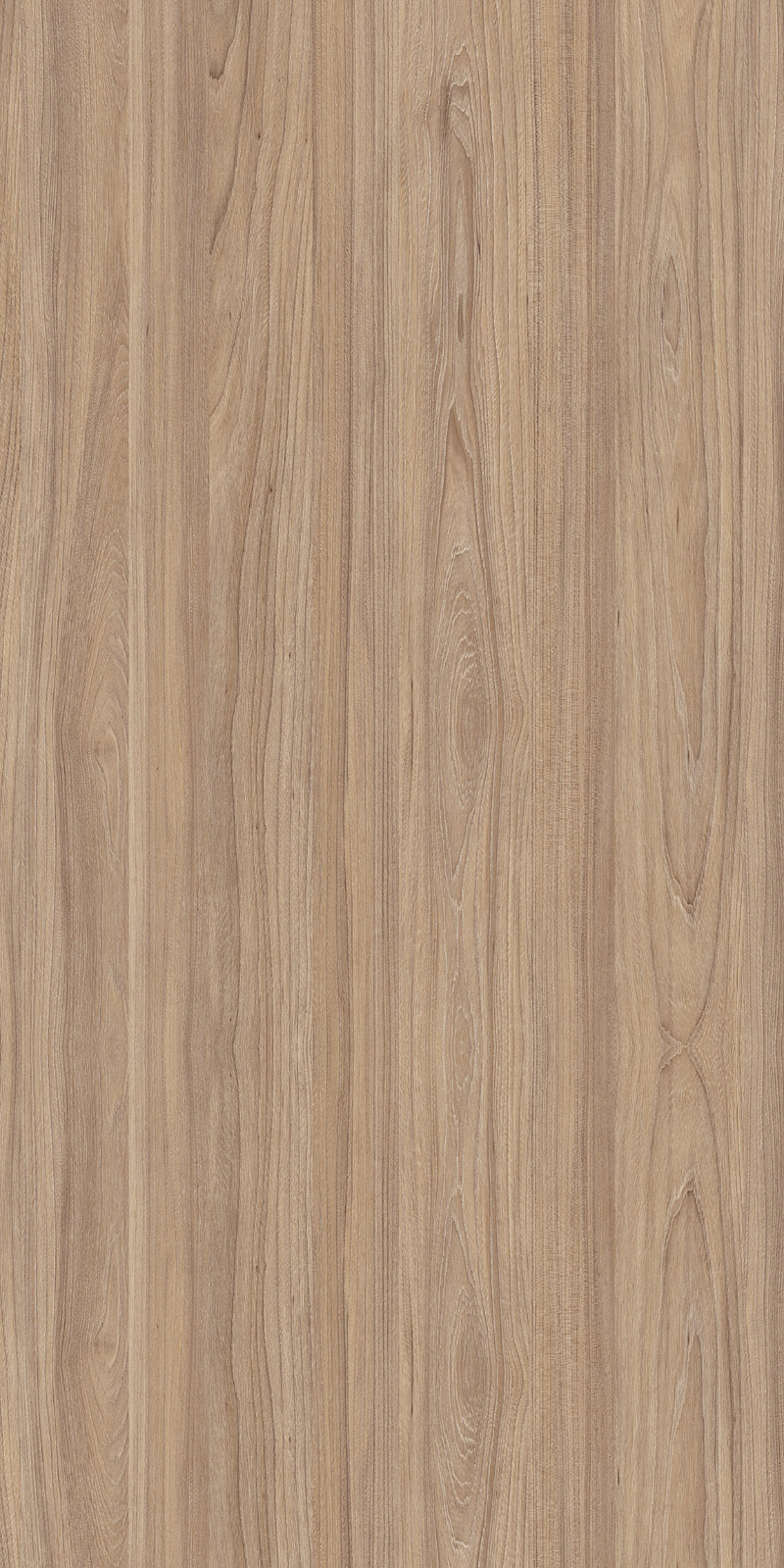 SWISS ELM AMBER | NX by Urban Republic